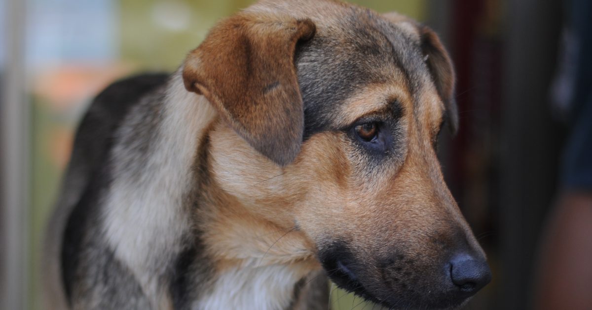 Please don’t feed the dogs of Rarotonga | Enjoy Cook Islands