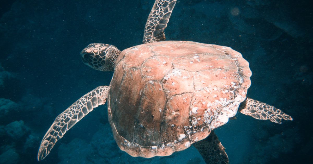 Swimming with the turtles? | Enjoy Cook Islands