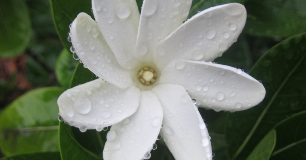 Tiare maori: beloved flower of the Cook Islands | Enjoy Cook Islands